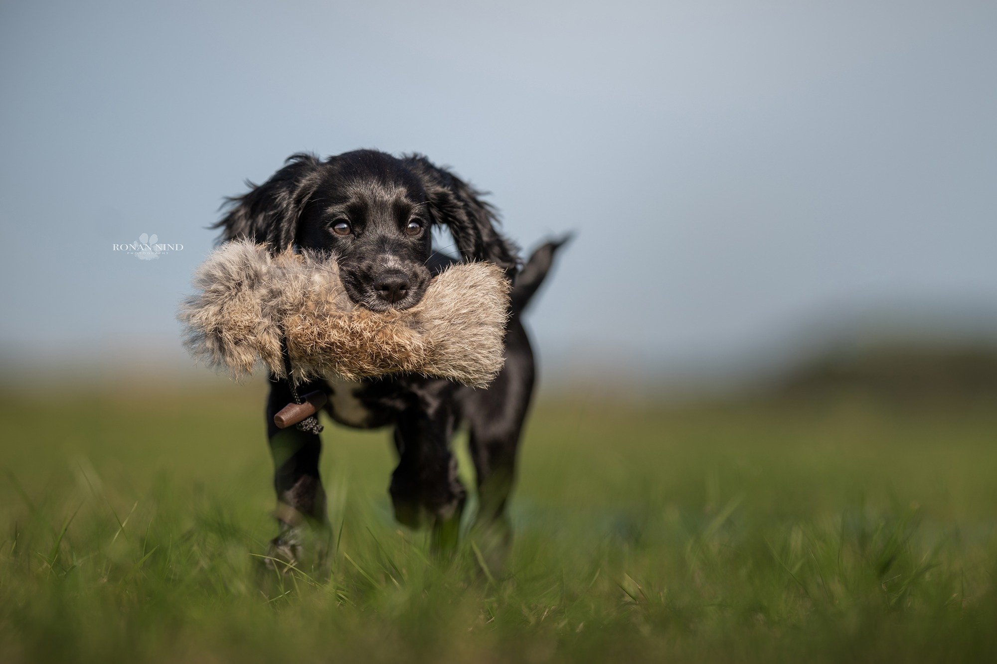 Our Charity Photoshoot at Upham - Paw Paddock